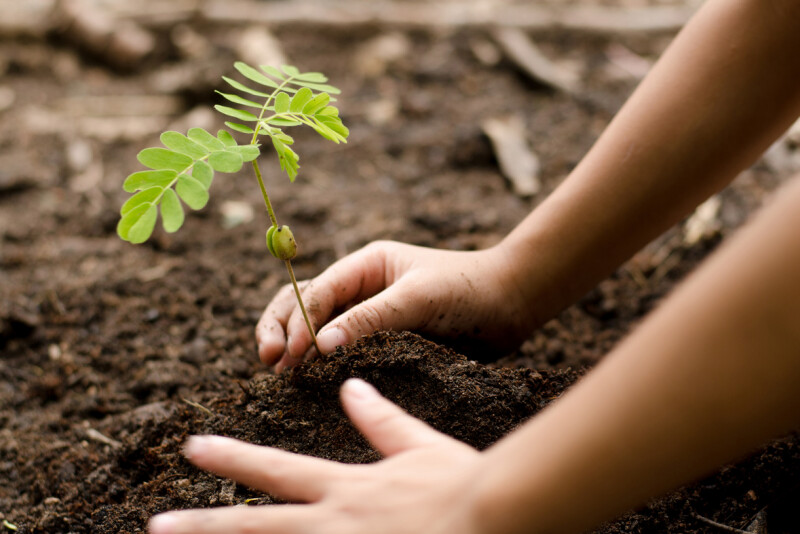 KHDA Invites Dubai Schools to Take Part in 20,000-Tree Planting Initiative