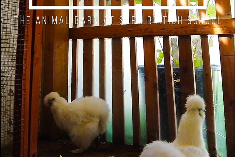 WATCH: My Safa British School Friends and Other Animals" - Episode 2 ...